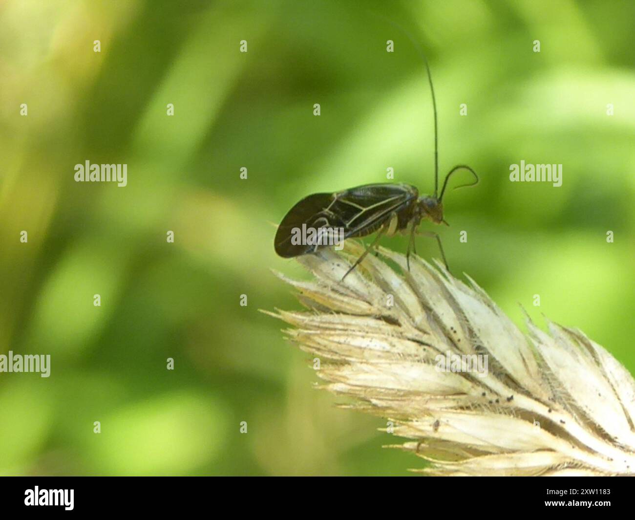 Tree Cattle (Cerastipsocus venosus) Insecta Stock Photo - Alamy