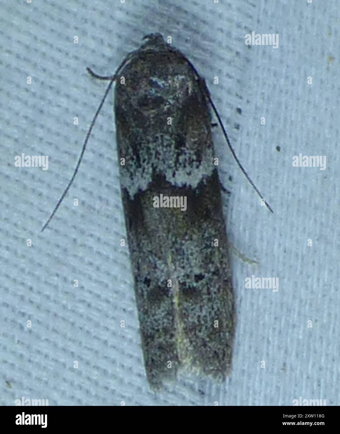 Acorn Moth (Blastobasis glandulella) Insecta Stock Photo - Alamy