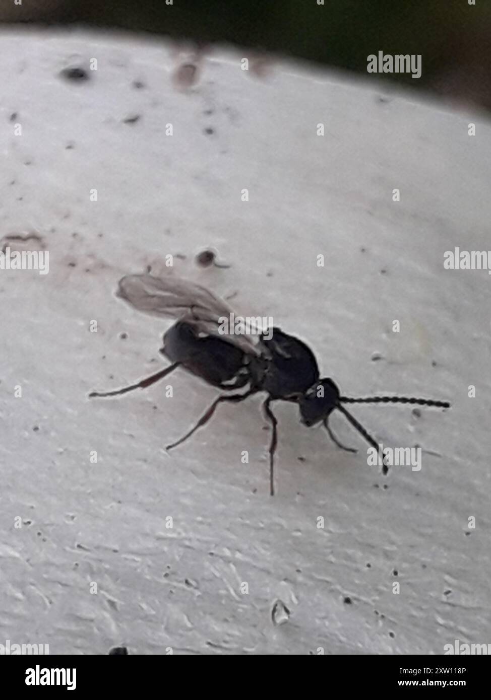 Gall Wasps and Allies (Cynipoidea) Insecta Stock Photo - Alamy