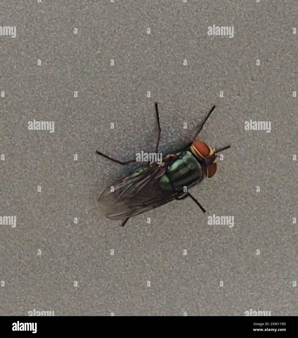 Secondary Screwworm Fly (Cochliomyia macellaria) Insecta Stock Photo ...