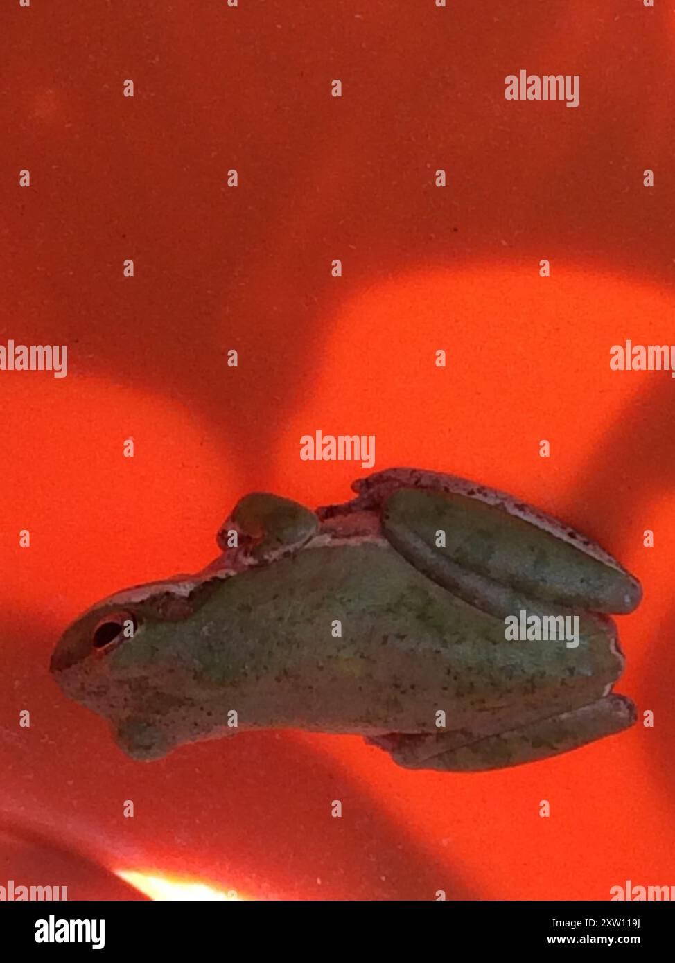 Squirrel Treefrog (Hyla squirella) Amphibia Stock Photo - Alamy