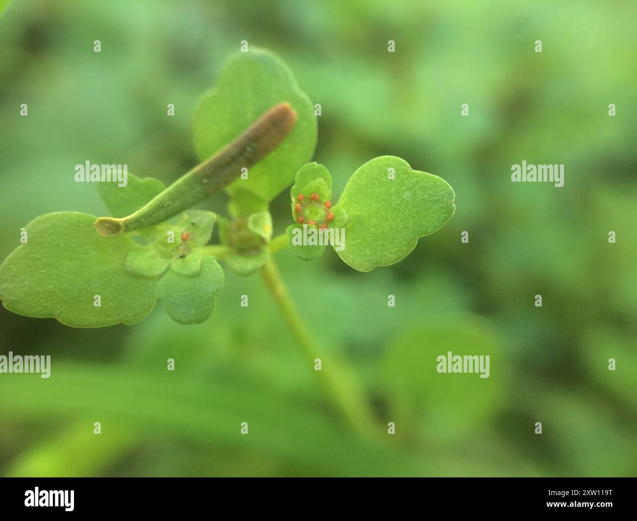American golden saxifrage (Chrysosplenium americanum) Plantae Stock ...
