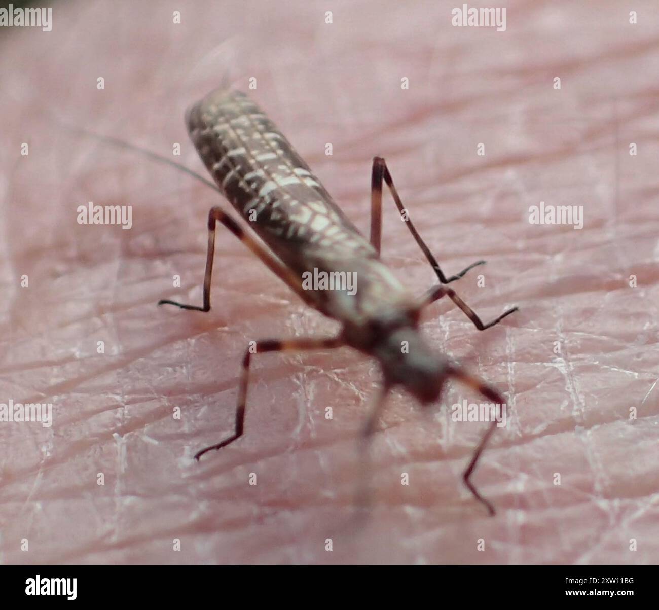 Rolled-winged Stoneflies (Leuctridae) Insecta Stock Photo - Alamy