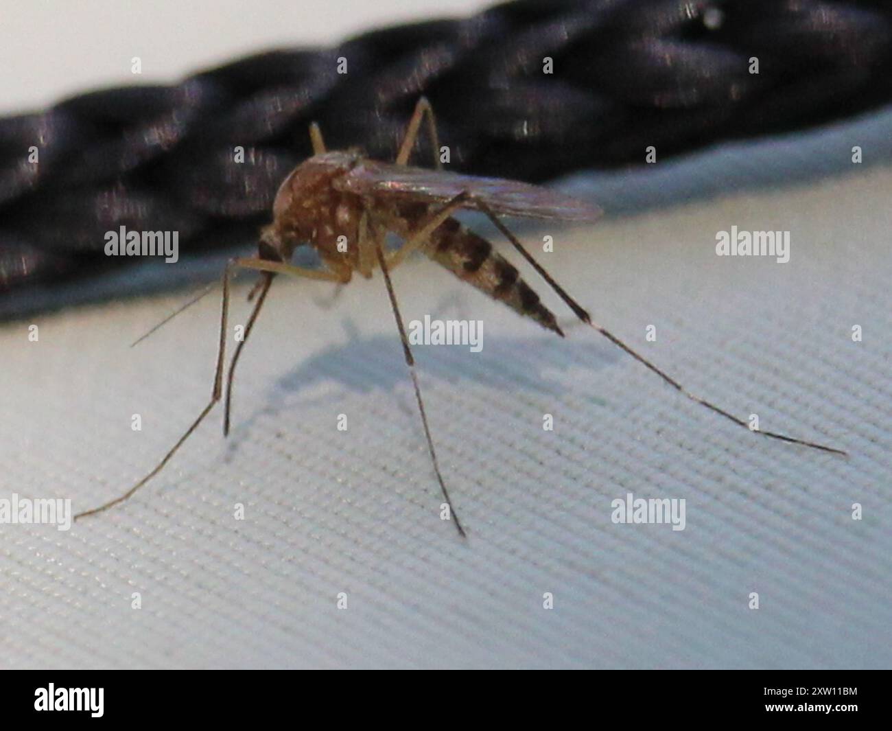 Woodland Pool Mosquito (Aedes canadensis) Insecta Stock Photo - Alamy