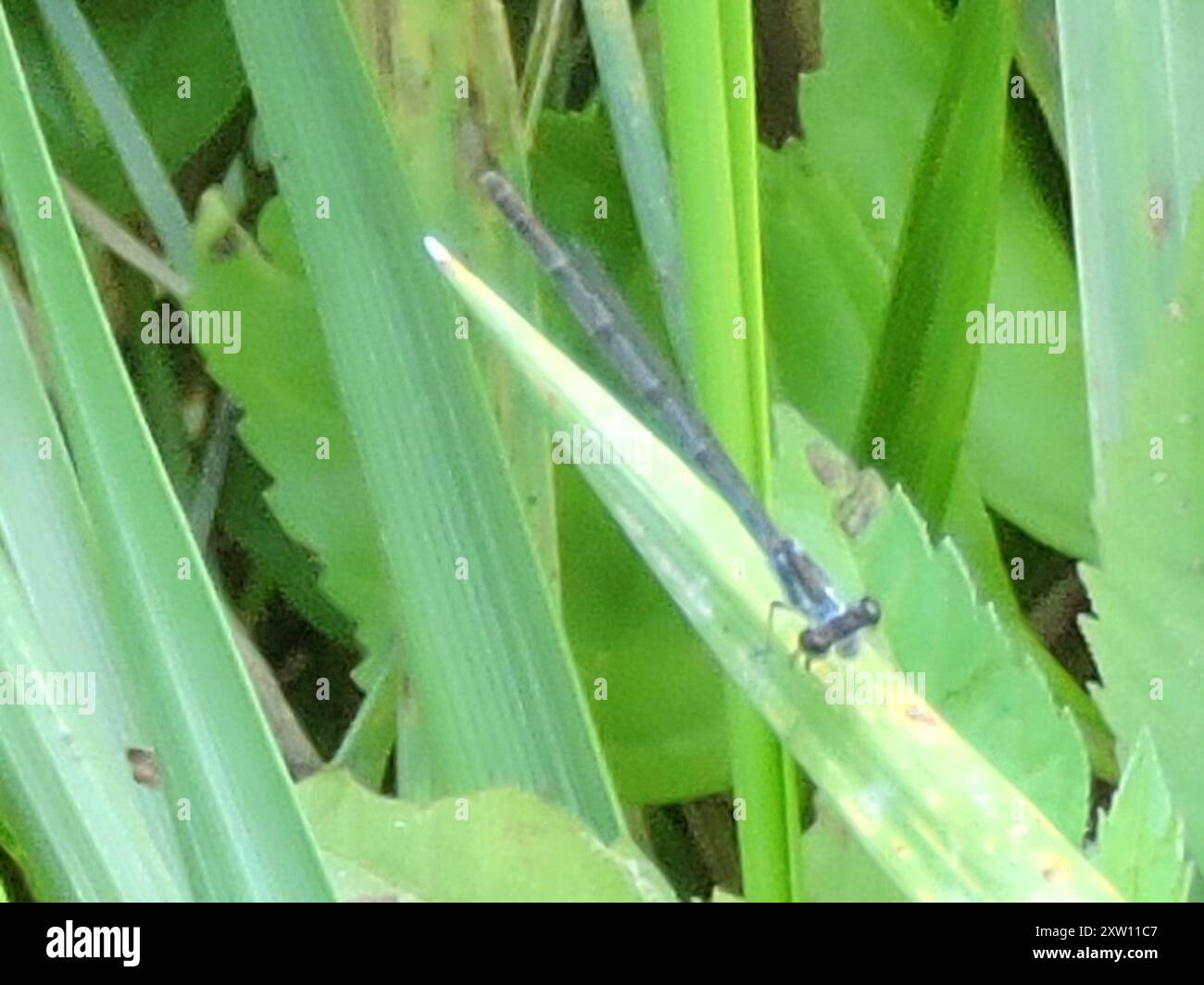 Fragile Forktail (Ischnura posita) Insecta Stock Photo - Alamy