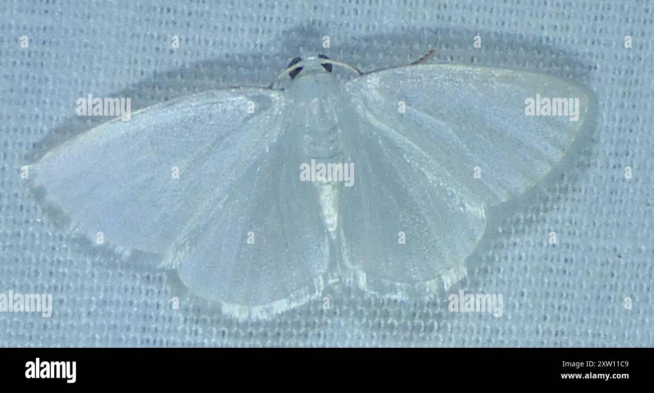 White Spring Moth (Lomographa vestaliata) Insecta Stock Photo - Alamy