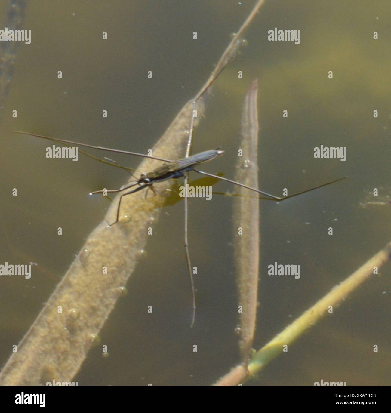 Typical Water Striders (Gerrinae) Insecta Stock Photo - Alamy