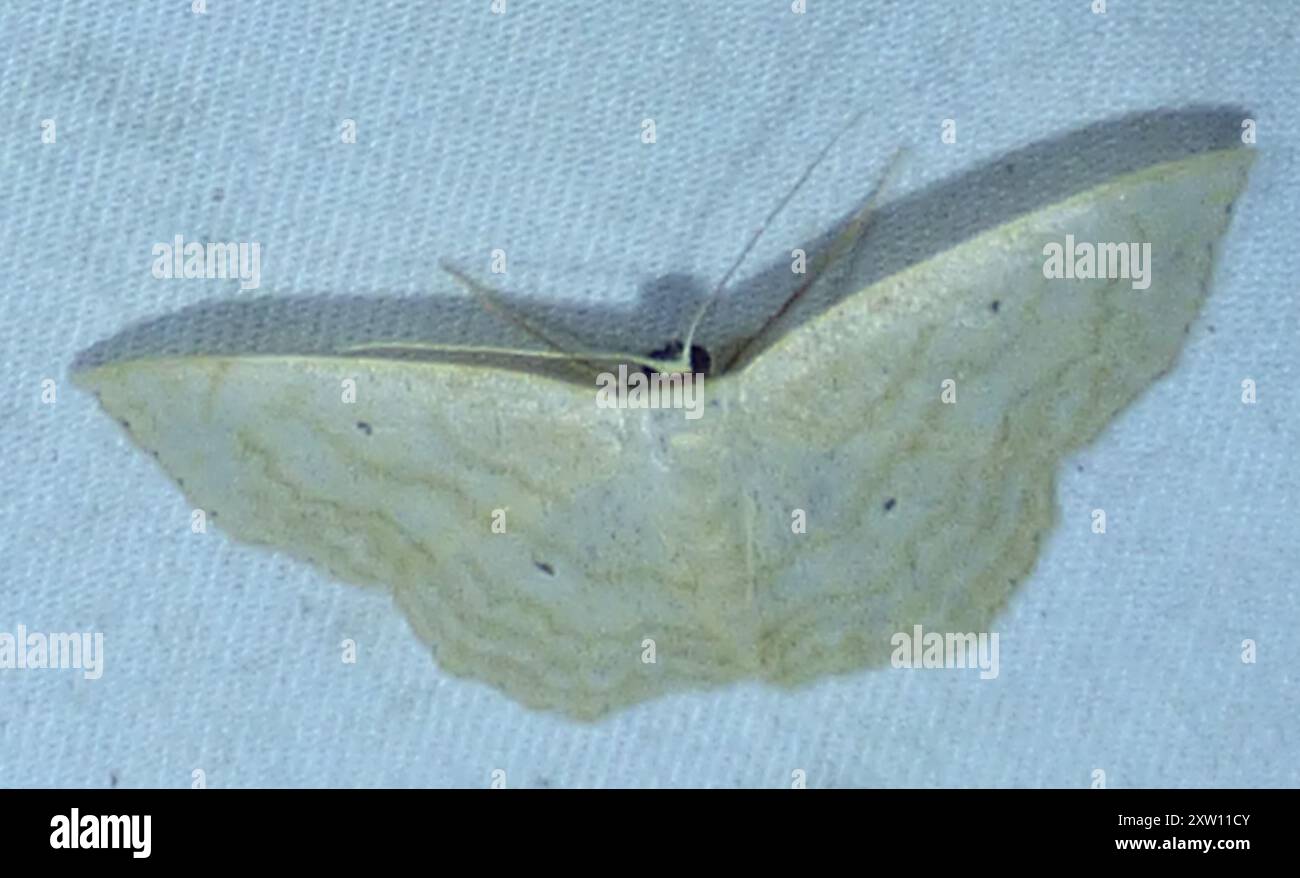 Large Lace-border Moth (Scopula limboundata) Insecta Stock Photo - Alamy