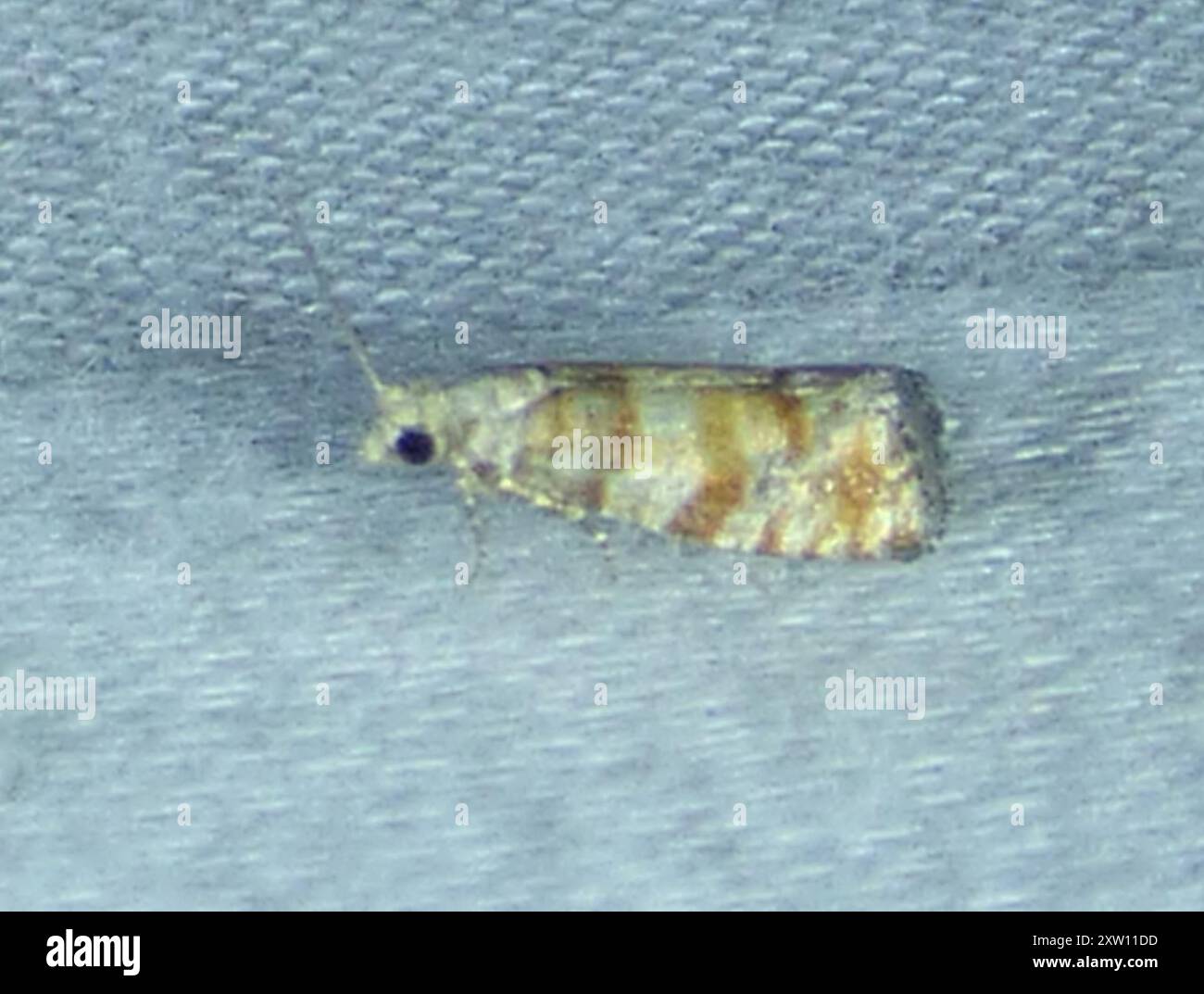 Pine Tip Moths (Rhyacionia) Insecta Stock Photo - Alamy