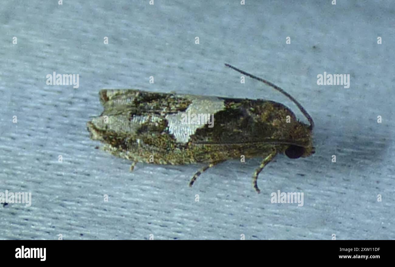Bidens Borer Moth (Epiblema otiosana) Insecta Stock Photo - Alamy