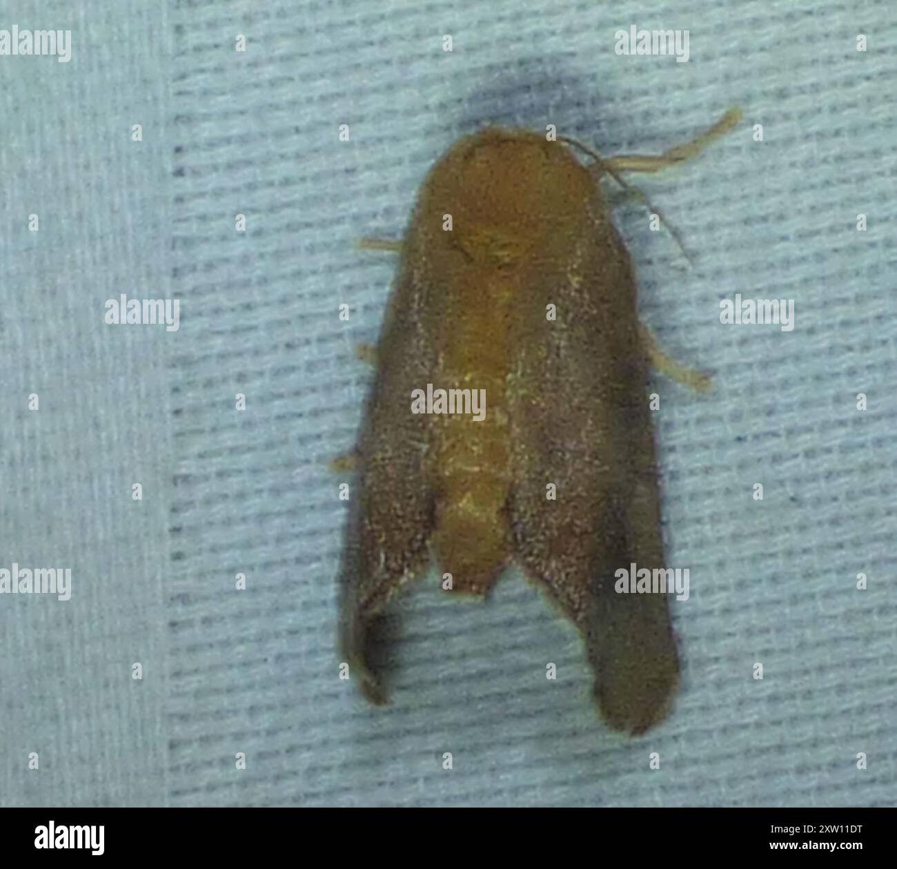 Crowned Slug Moth (Isa textula) Insecta Stock Photo - Alamy