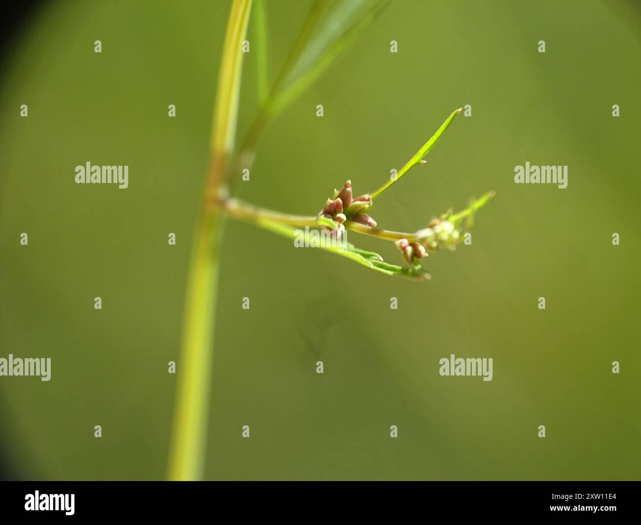 bulblet-bearing water hemlock (Cicuta bulbifera) Plantae Stock Photo ...