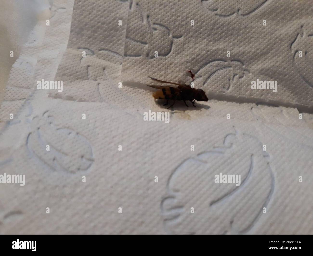 Hornet Mimic Hover Fly (Volucella zonaria) Insecta Stock Photo - Alamy