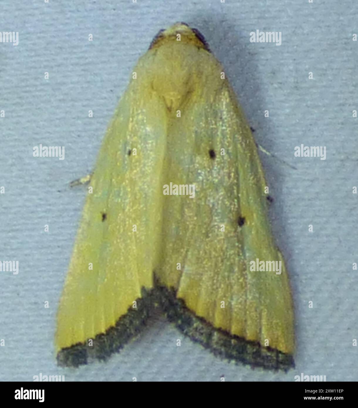 Black-bordered Lemon Moth (Marimatha nigrofimbria) Insecta Stock Photo ...