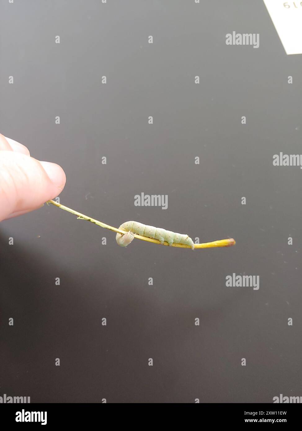 Maple Looper Moth (Parallelia bistriaris) Insecta Stock Photo - Alamy