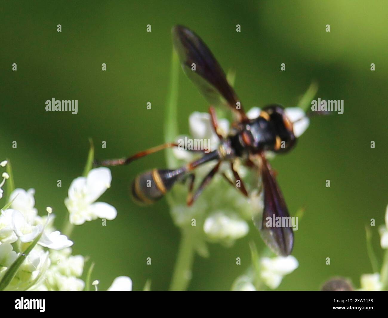 (Physocephala sagittaria) Insecta Stock Photo - Alamy