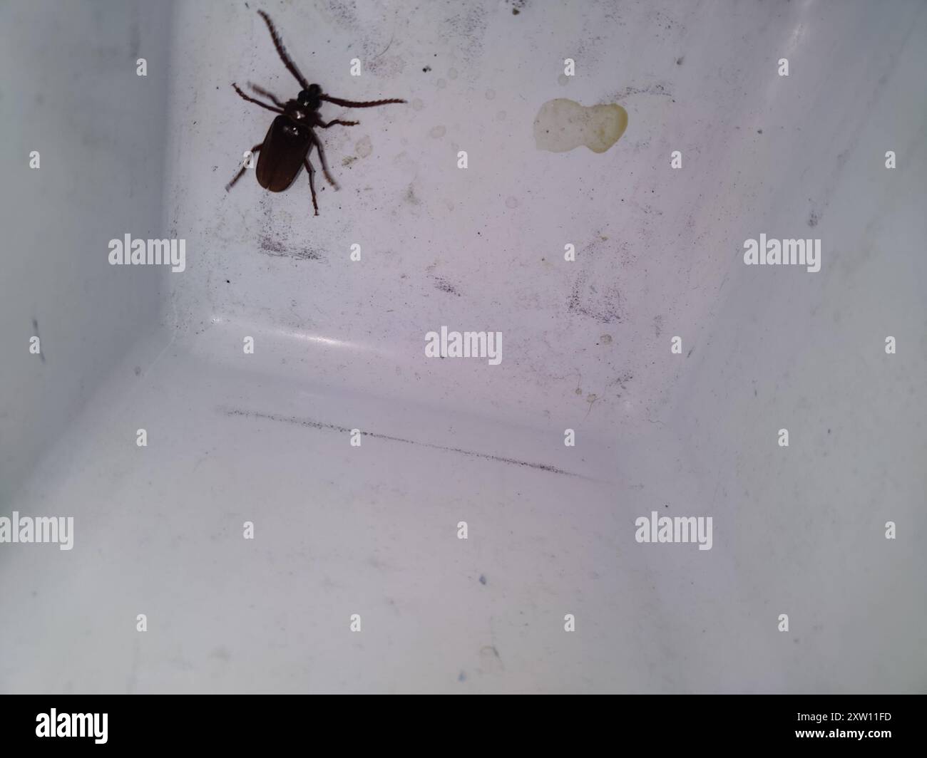 Tooth-necked Longhorn Beetle (Prionus pocularis) Insecta Stock Photo ...