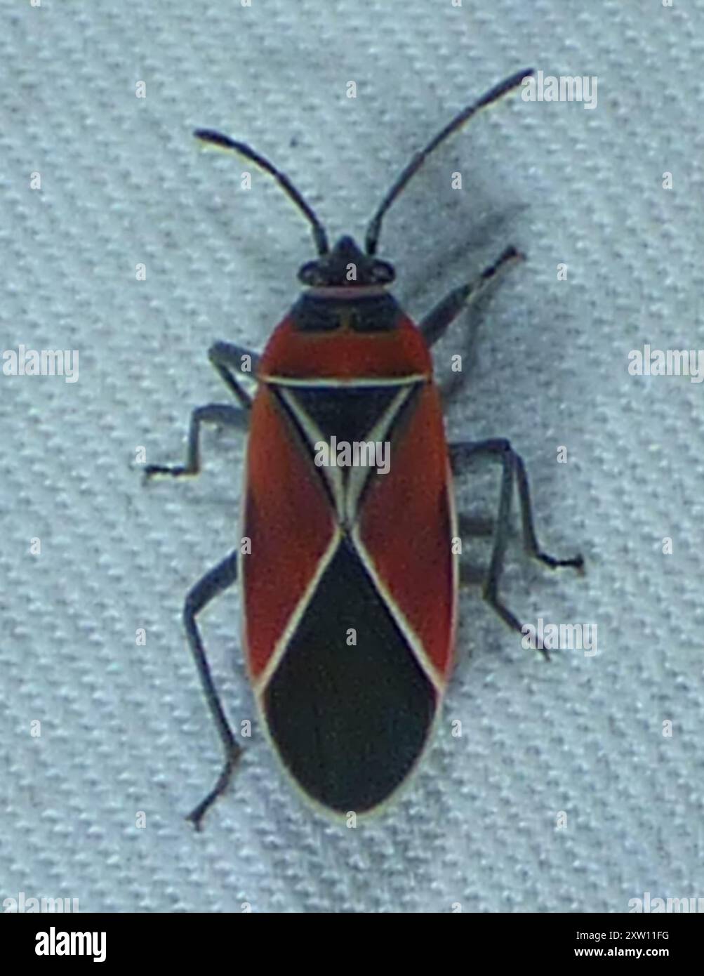 White-crossed Seed Bug (Neacoryphus bicrucis) Insecta Stock Photo - Alamy