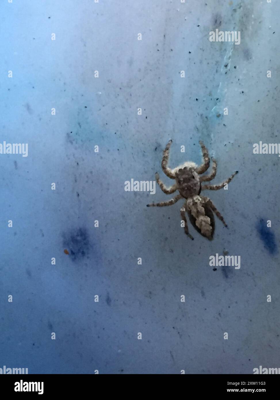 Tan Jumping Spider (Platycryptus undatus) Arachnida Stock Photo - Alamy