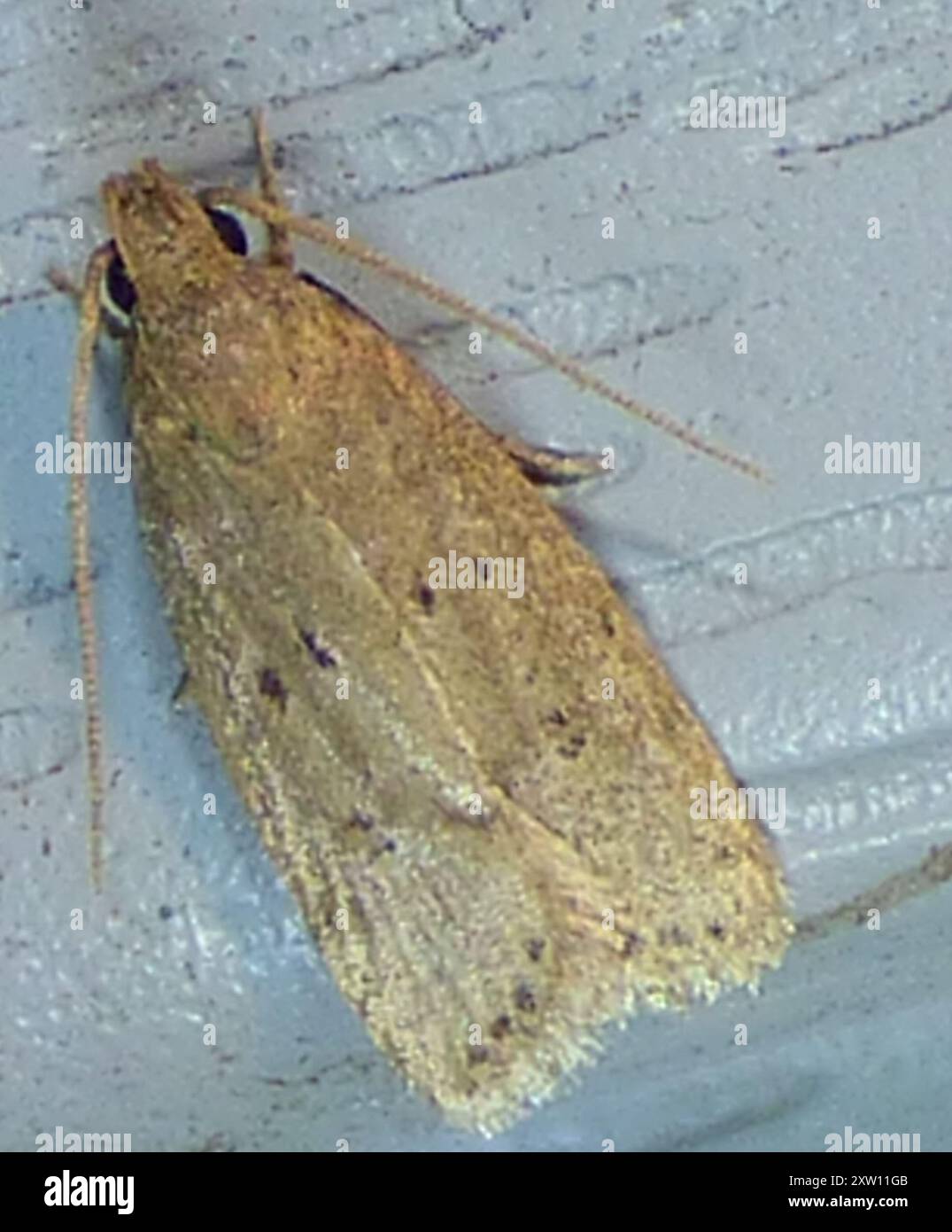 Kyoto Moth (Autosticha kyotensis) Insecta Stock Photo - Alamy