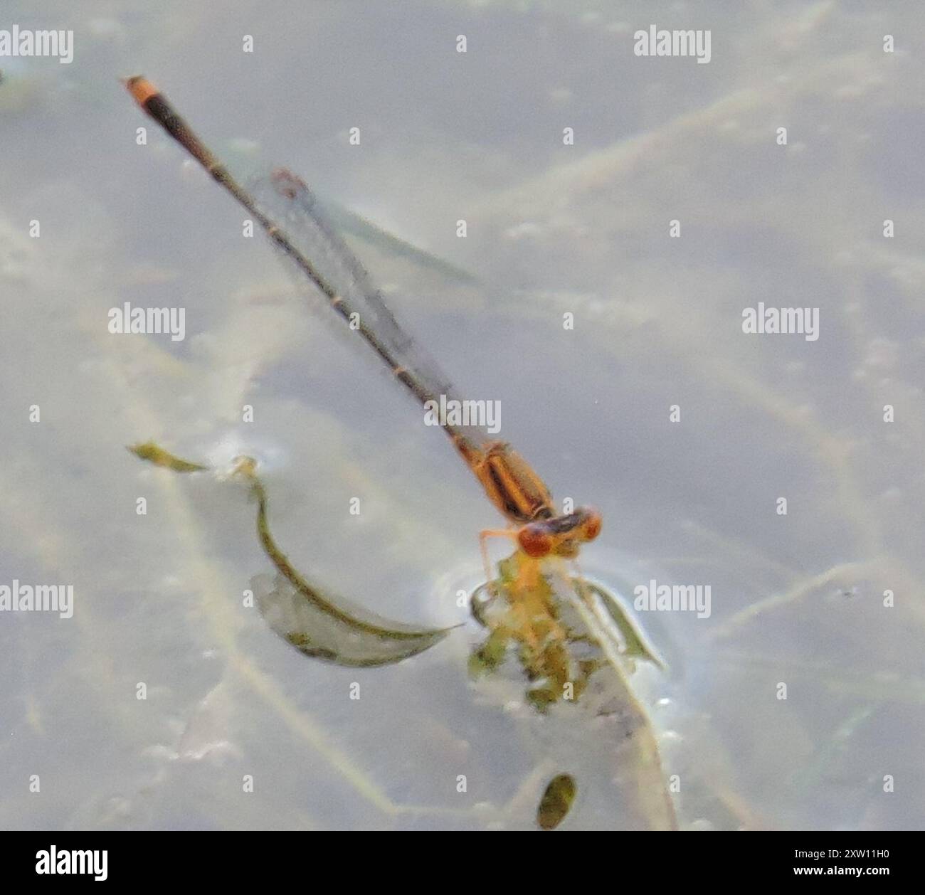 Orange Bluet (Enallagma signatum) Insecta Stock Photo - Alamy
