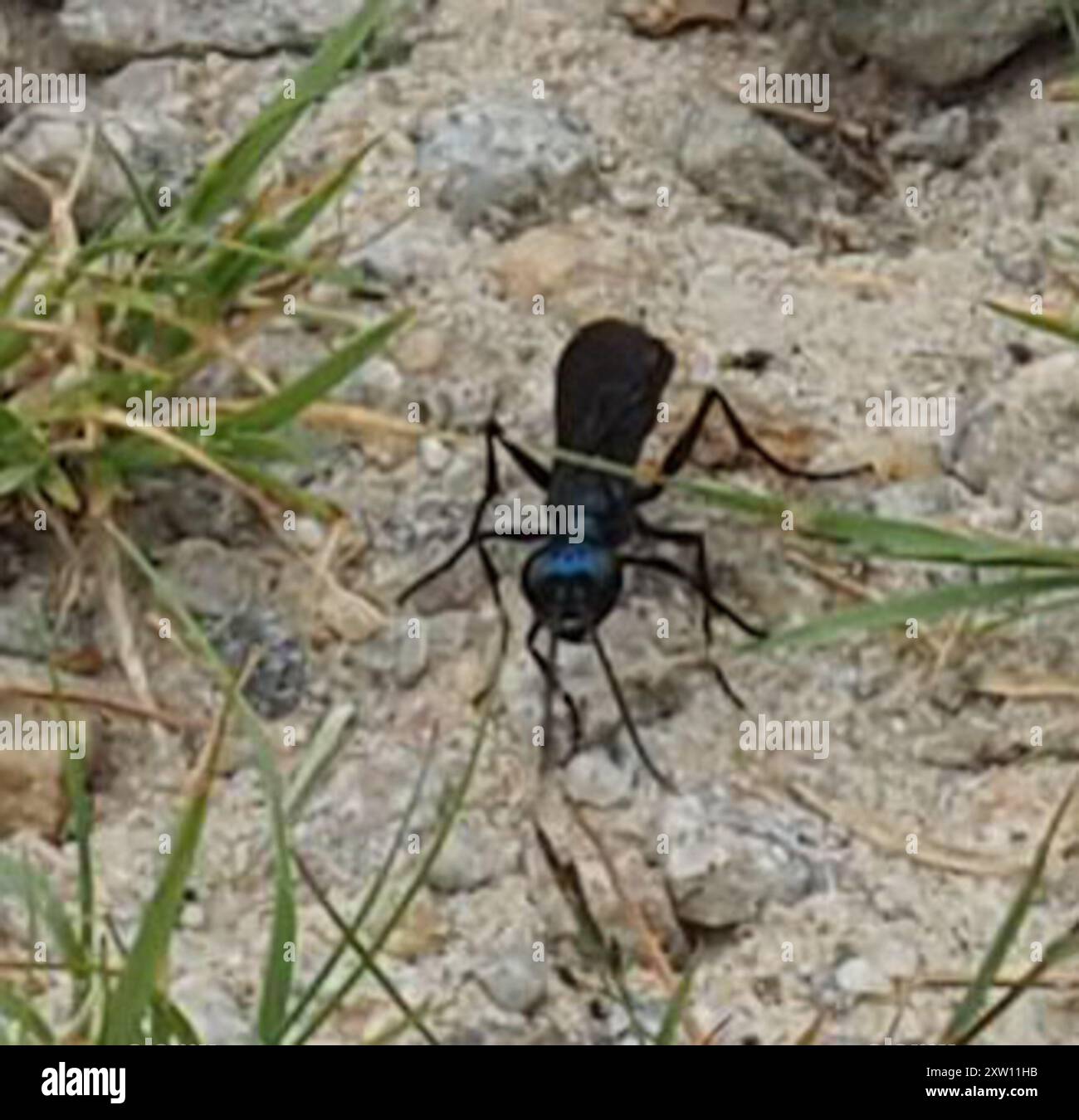 Steel-blue Cricket-hunter Wasp (Chlorion aerarium) Insecta Stock Photo ...