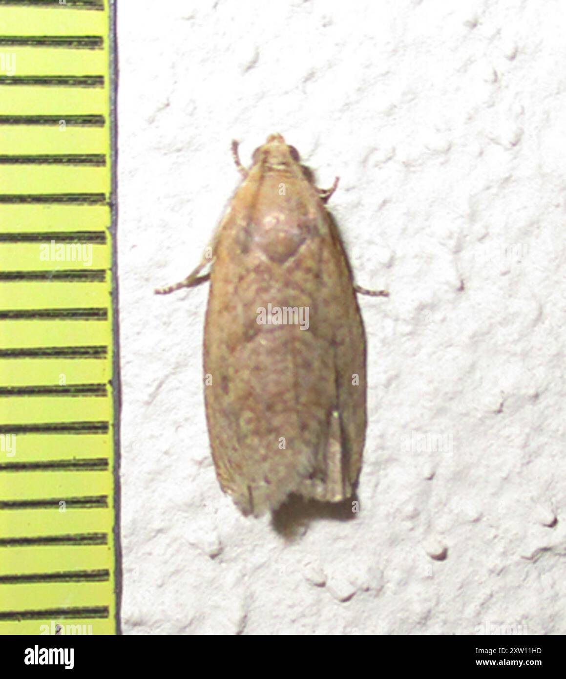 Tortricid Leafroller Moths (Tortricidae) Insecta Stock Photo - Alamy