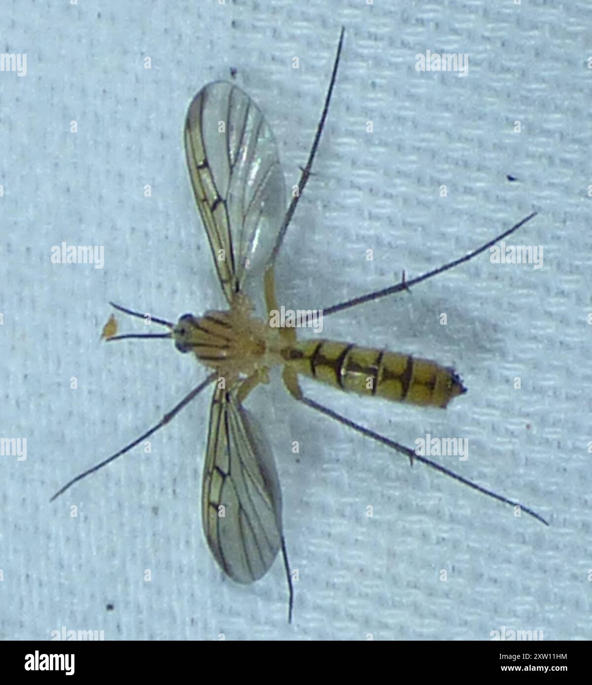 Flies (Diptera) Insecta Stock Photo - Alamy