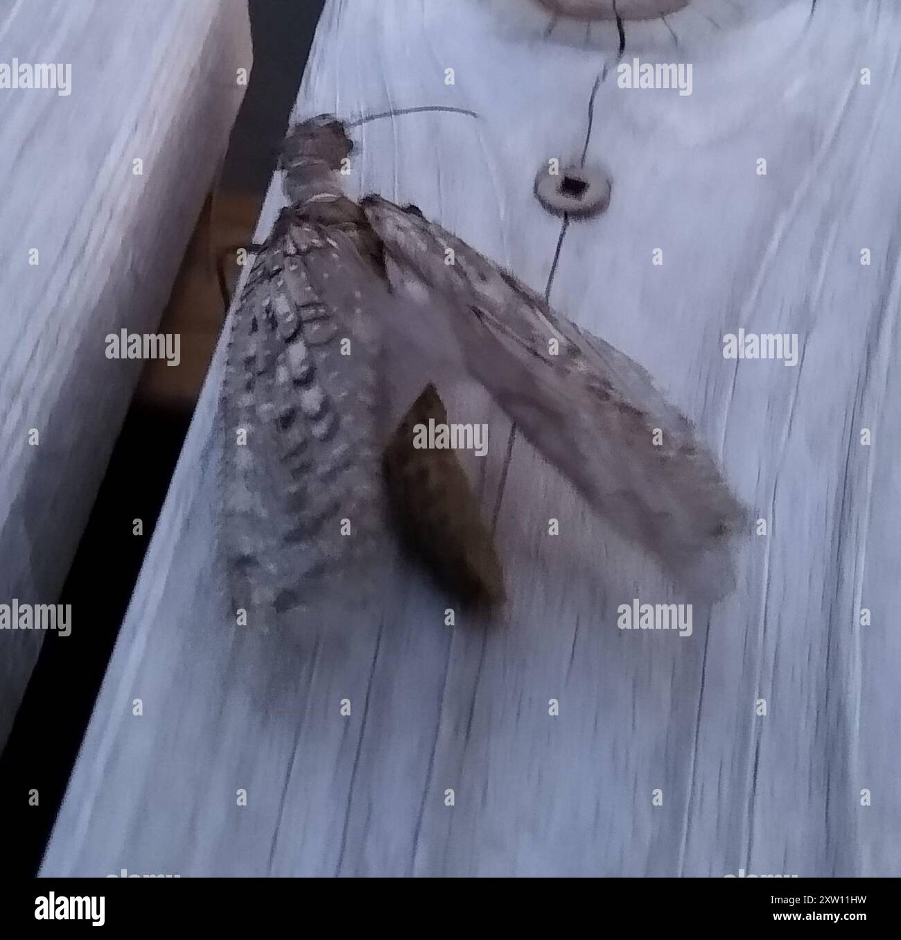 Eastern Dobsonfly (Corydalus cornutus) Insecta Stock Photo - Alamy