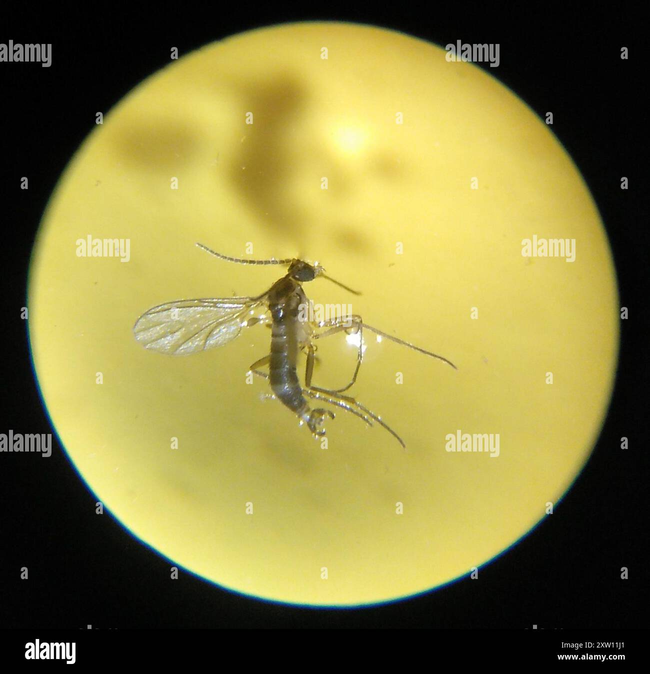 Nematoceran Flies (Nematocera) Insecta Stock Photo - Alamy