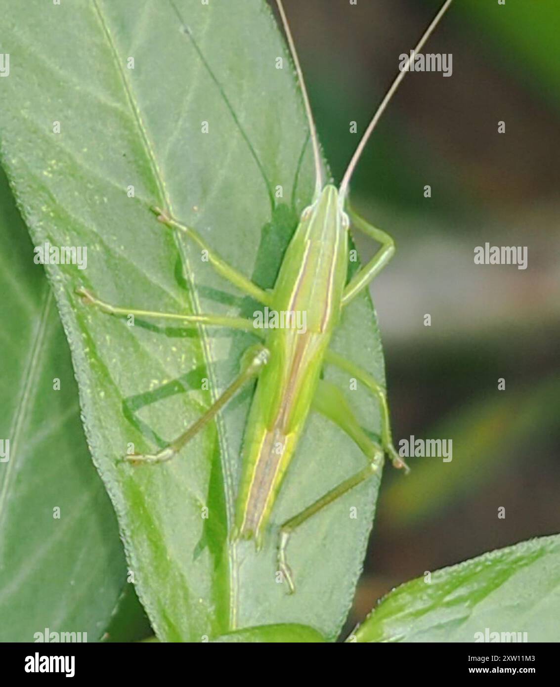 Coneheads (Copiphorini) Insecta Stock Photo - Alamy