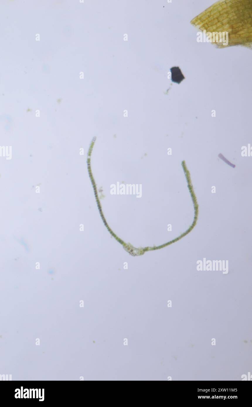 joint-toothed mosses (Bryopsida) Plantae Stock Photo - Alamy