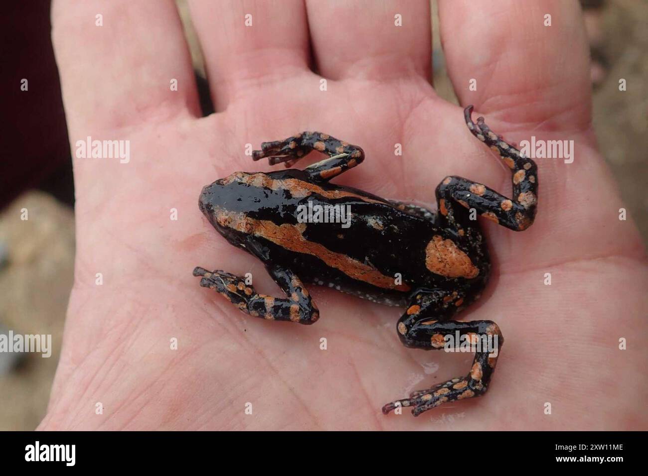 Red-Banded Rubber Frog (Phrynomantis bifasciatus) Amphibia Stock Photo ...