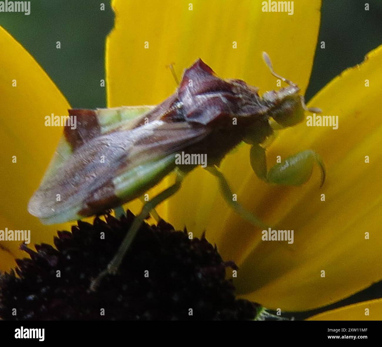 Jagged Ambush Bugs (Phymata) Insecta Stock Photo - Alamy
