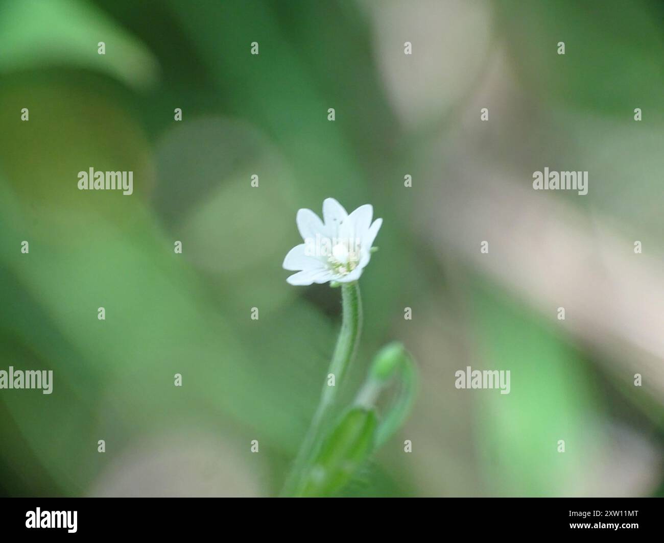 Linear-leaf Willowherb (Epilobium leptophyllum) Plantae Stock Photo - Alamy