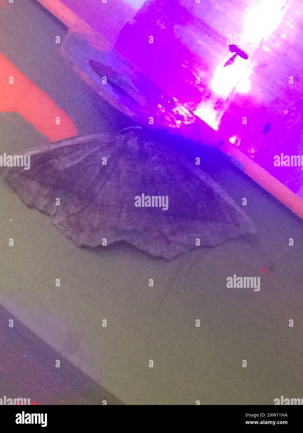 Curved-toothed Geometer Moth (Eutrapela clemataria) Insecta Stock Photo ...