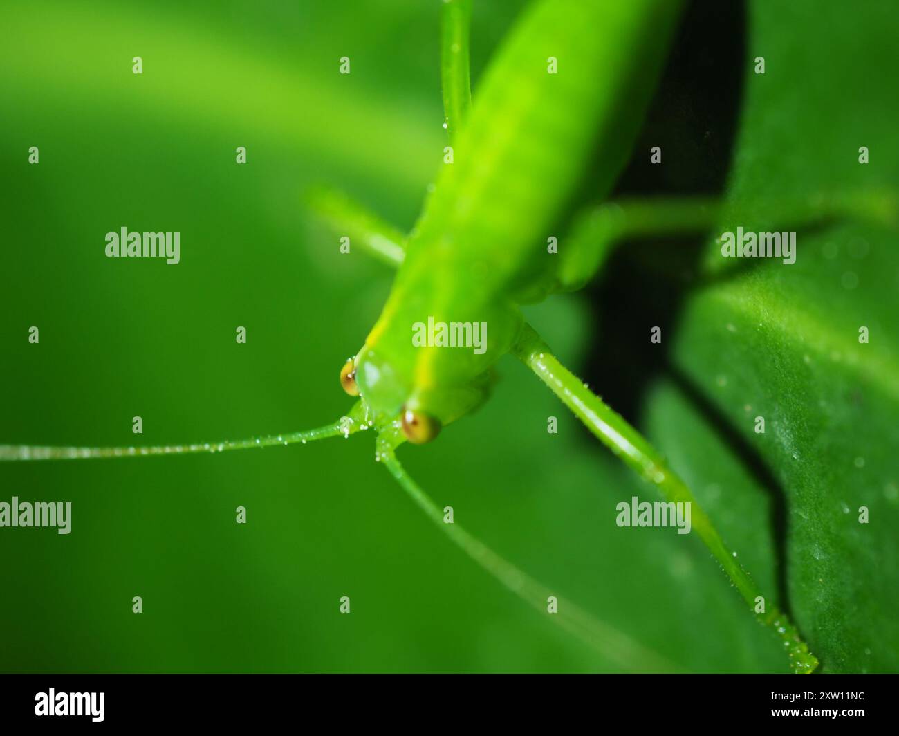 Australian Common Garden Katydid (Caedicia simplex) Insecta Stock Photo ...