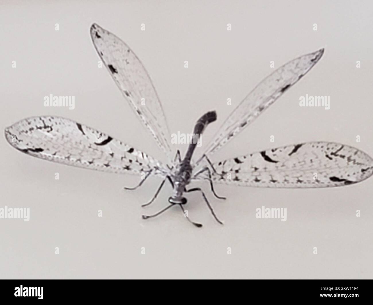 Antlions and Owlflies (Myrmeleontidae) Insecta Stock Photo - Alamy