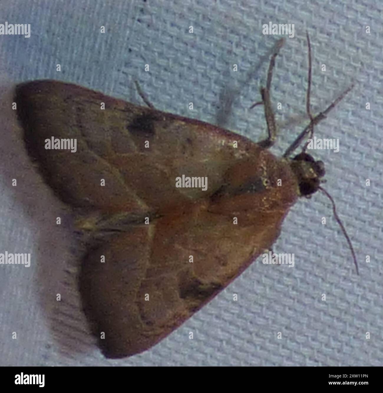 Wedgling Moth (Galgula partita) Insecta Stock Photo - Alamy