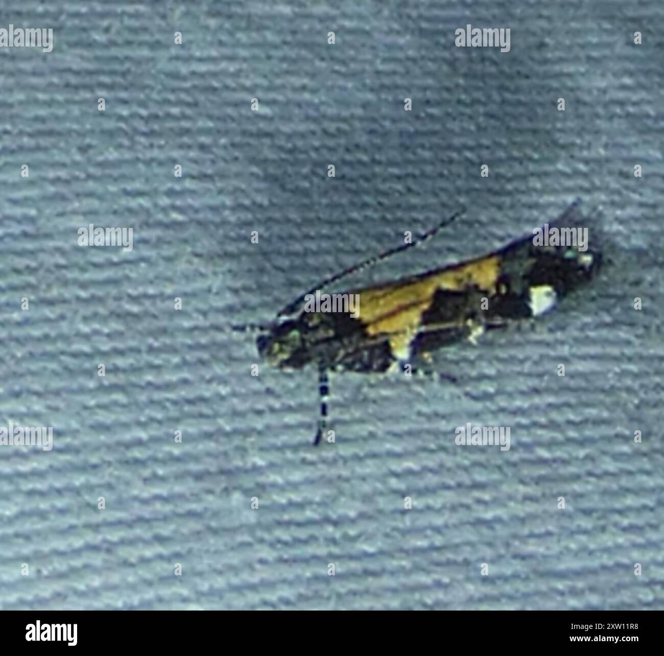 Red-necked Peanutworm Moth (Stegasta bosqueella) Insecta Stock Photo ...