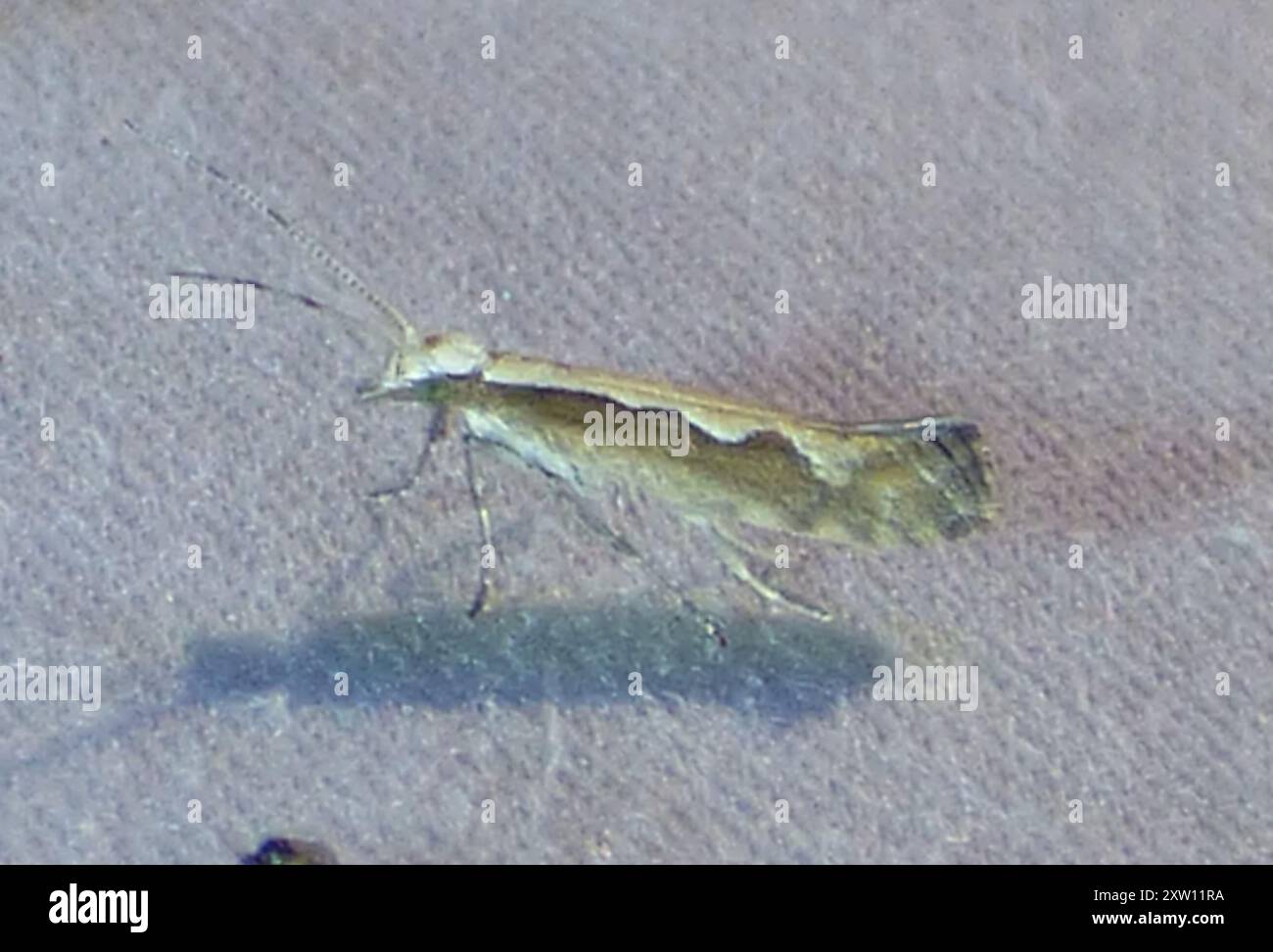 Diamondback Moth (Plutella xylostella) Insecta Stock Photo - Alamy