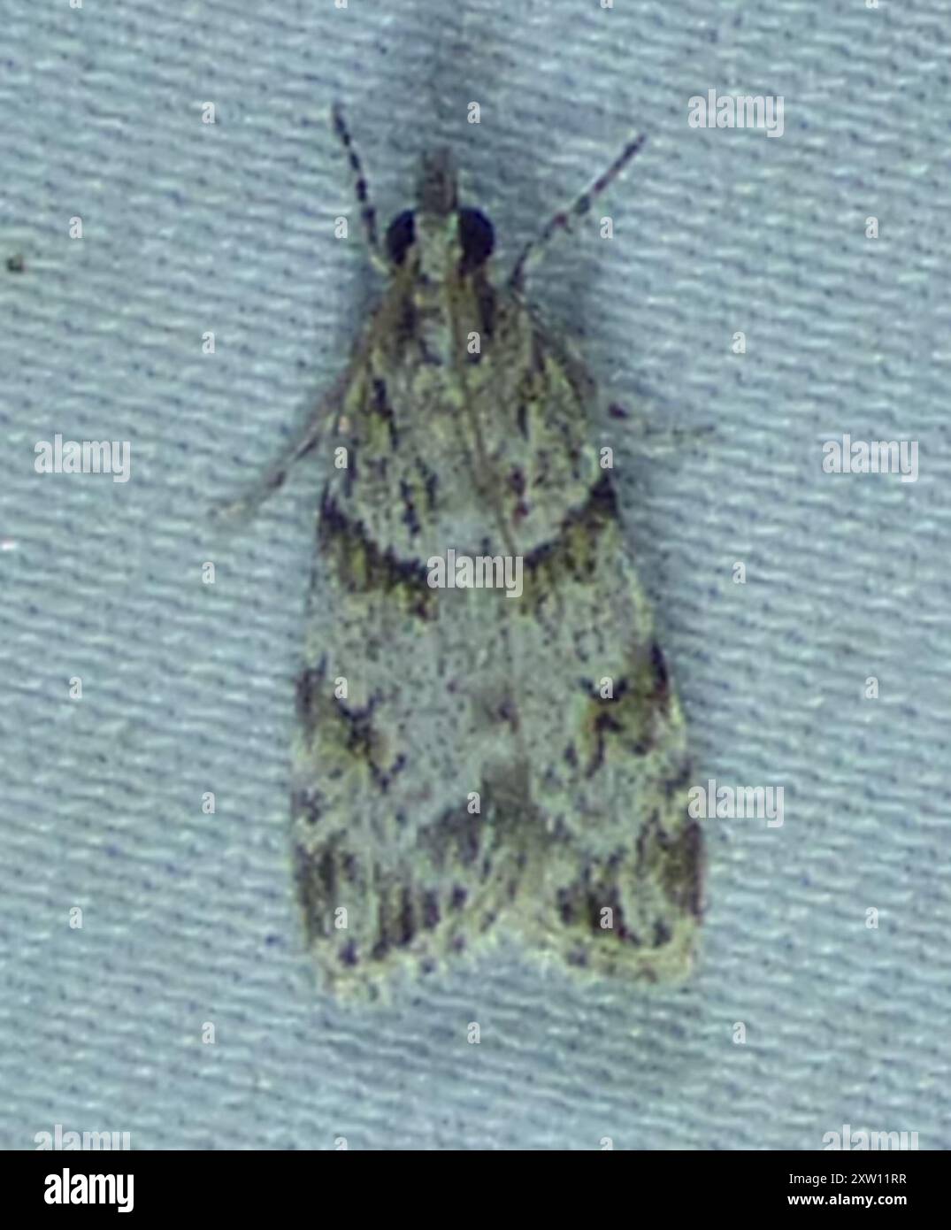 Double-striped Scoparia Moth (Scoparia biplagialis) Insecta Stock Photo ...