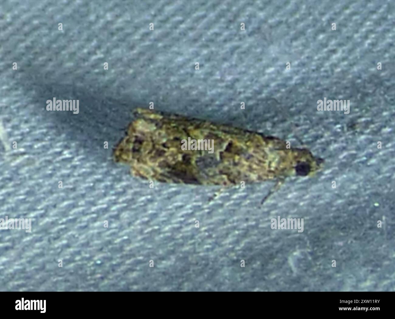 Verbena Bud Moth (Endothenia hebesana) Insecta Stock Photo - Alamy