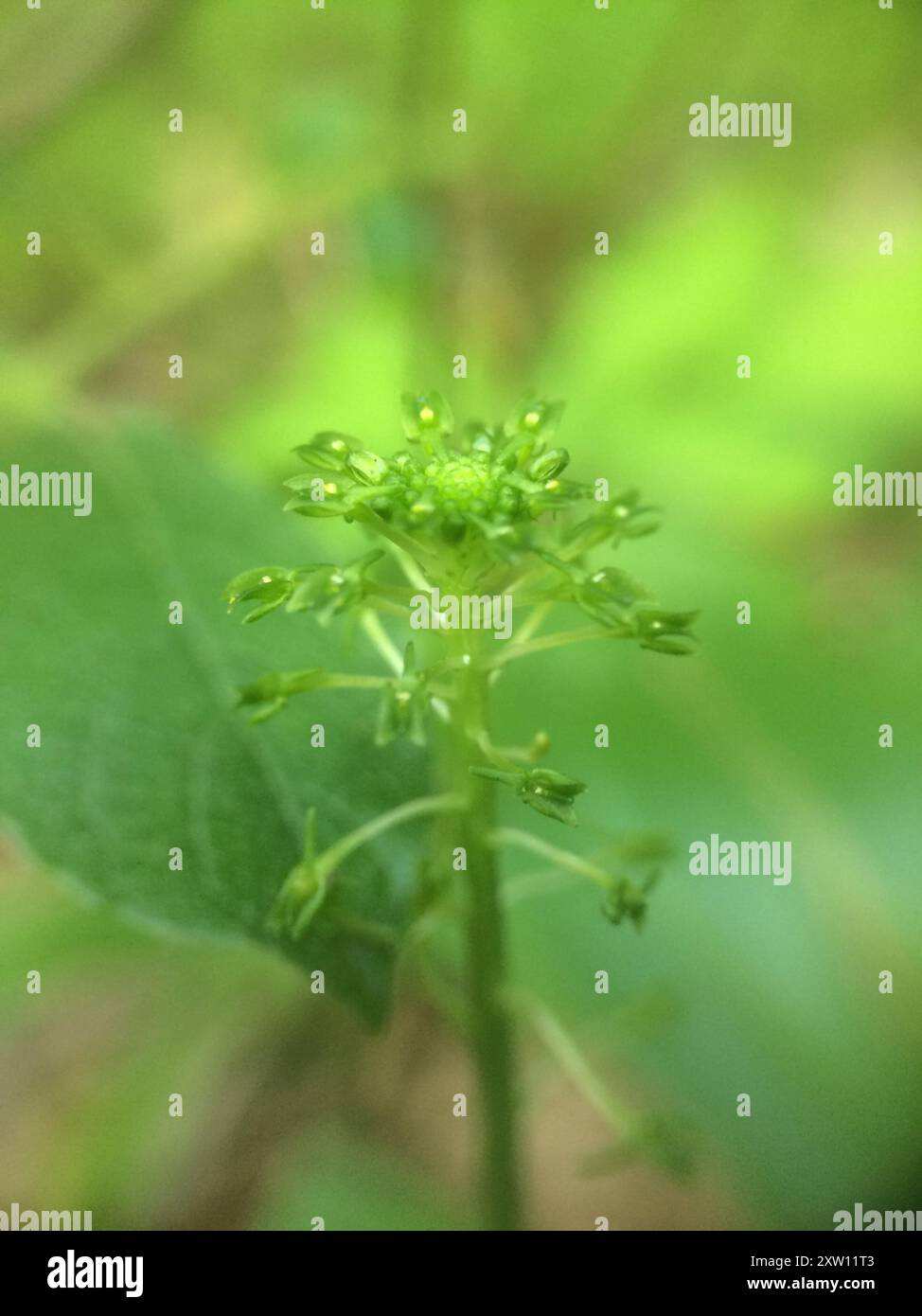 green adder's-mouth (Malaxis unifolia) Plantae Stock Photo - Alamy