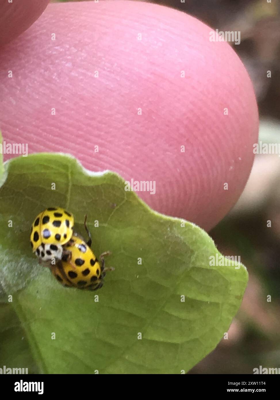 22-spot Ladybird (Psyllobora vigintiduopunctata) Insecta Stock Photo ...