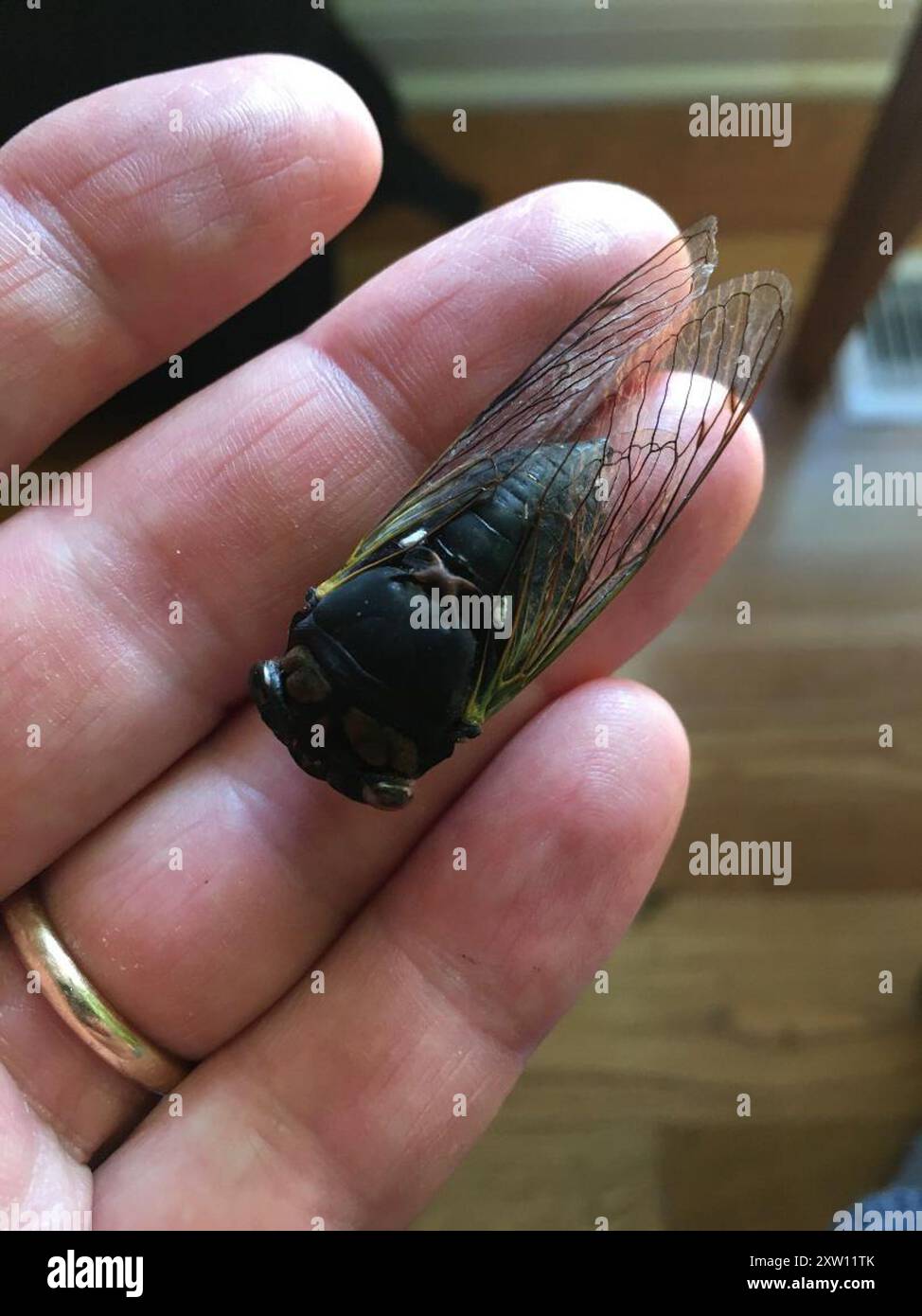 Swamp Cicada (Neotibicen tibicen) Insecta Stock Photo - Alamy