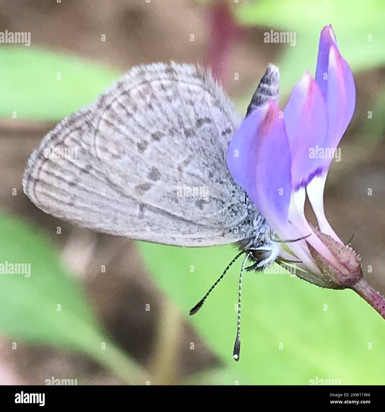 Lesser Grass Blue (Zizina otis) Insecta Stock Photo - Alamy