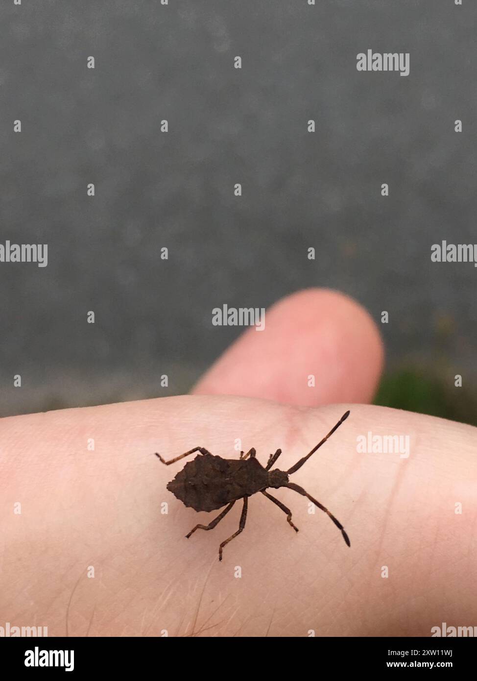 Dock Bug (Coreus marginatus) Insecta Stock Photo - Alamy
