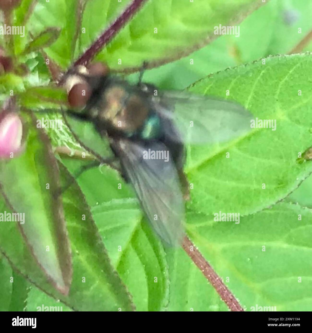 Australian Sheep Blow Fly (Lucilia cuprina) Insecta Stock Photo - Alamy