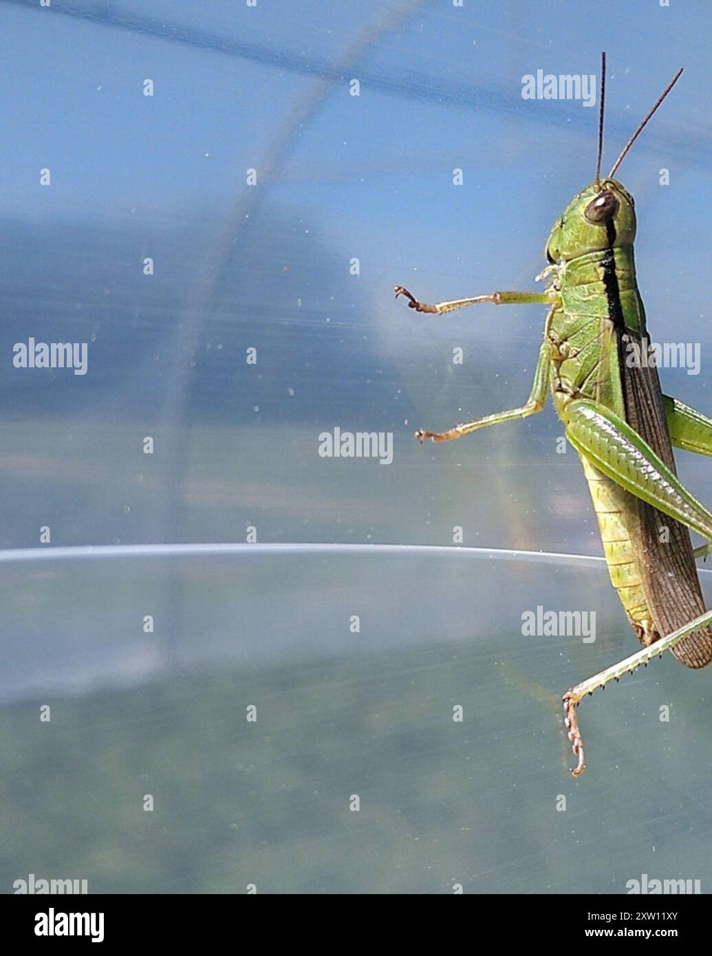 Leek Grasshopper (Mecostethus parapleurus) Insecta Stock Photo - Alamy